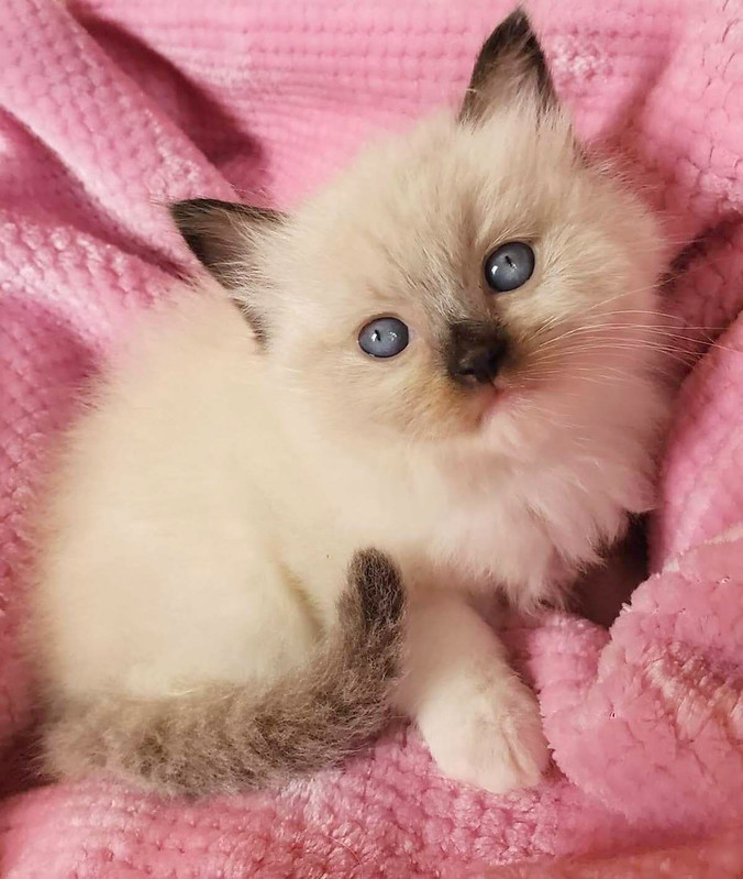 Reserved Ragdoll Kittens | AngelGirl Ragdolls