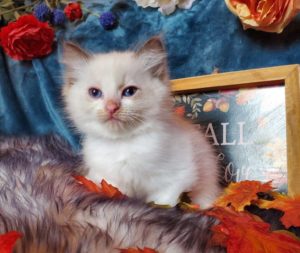 Ragdoll Kittens FOR SALE | AngelGirl Ragdolls