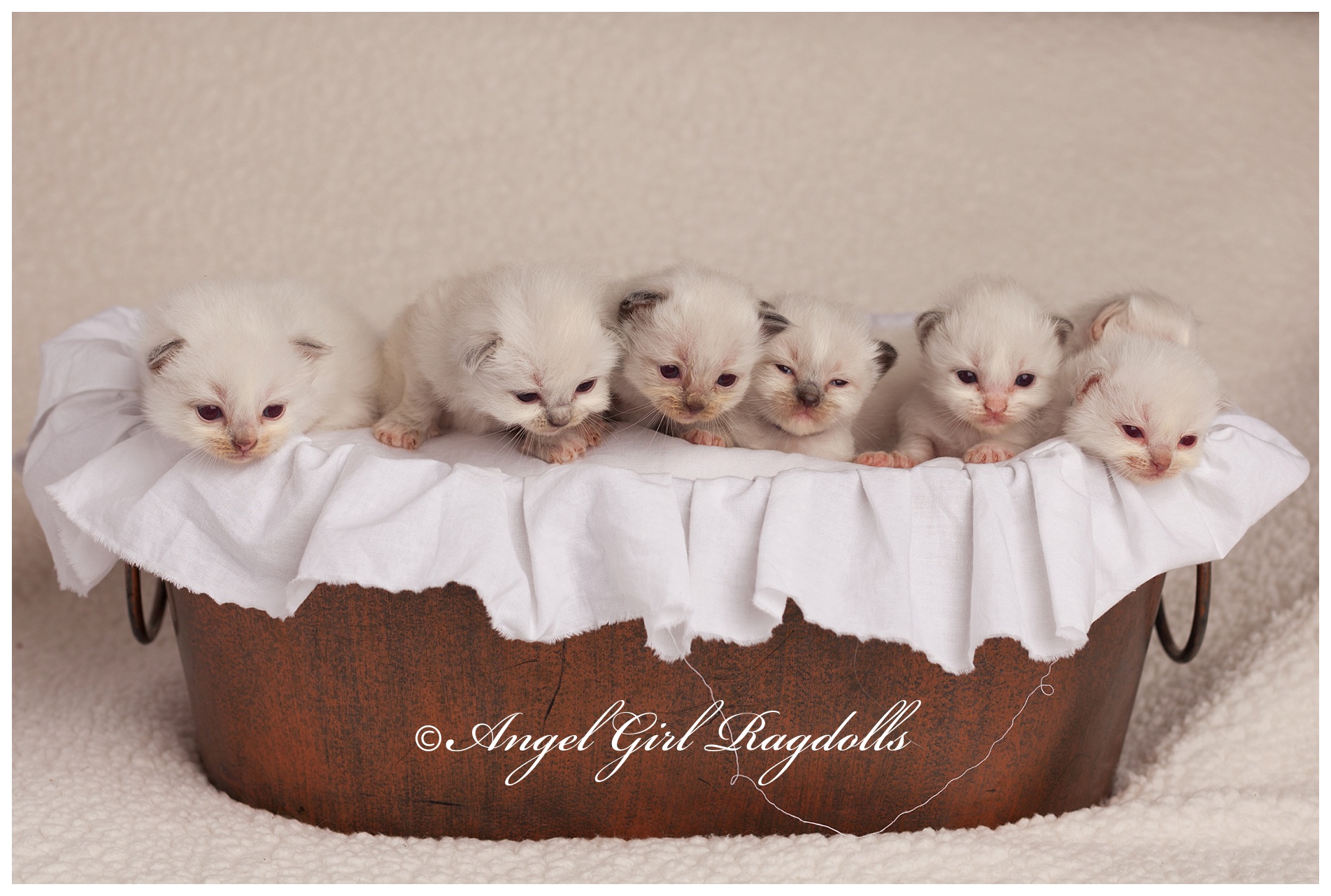 RAGDOLL Kitten Gallery | AngelGirl Ragdolls
