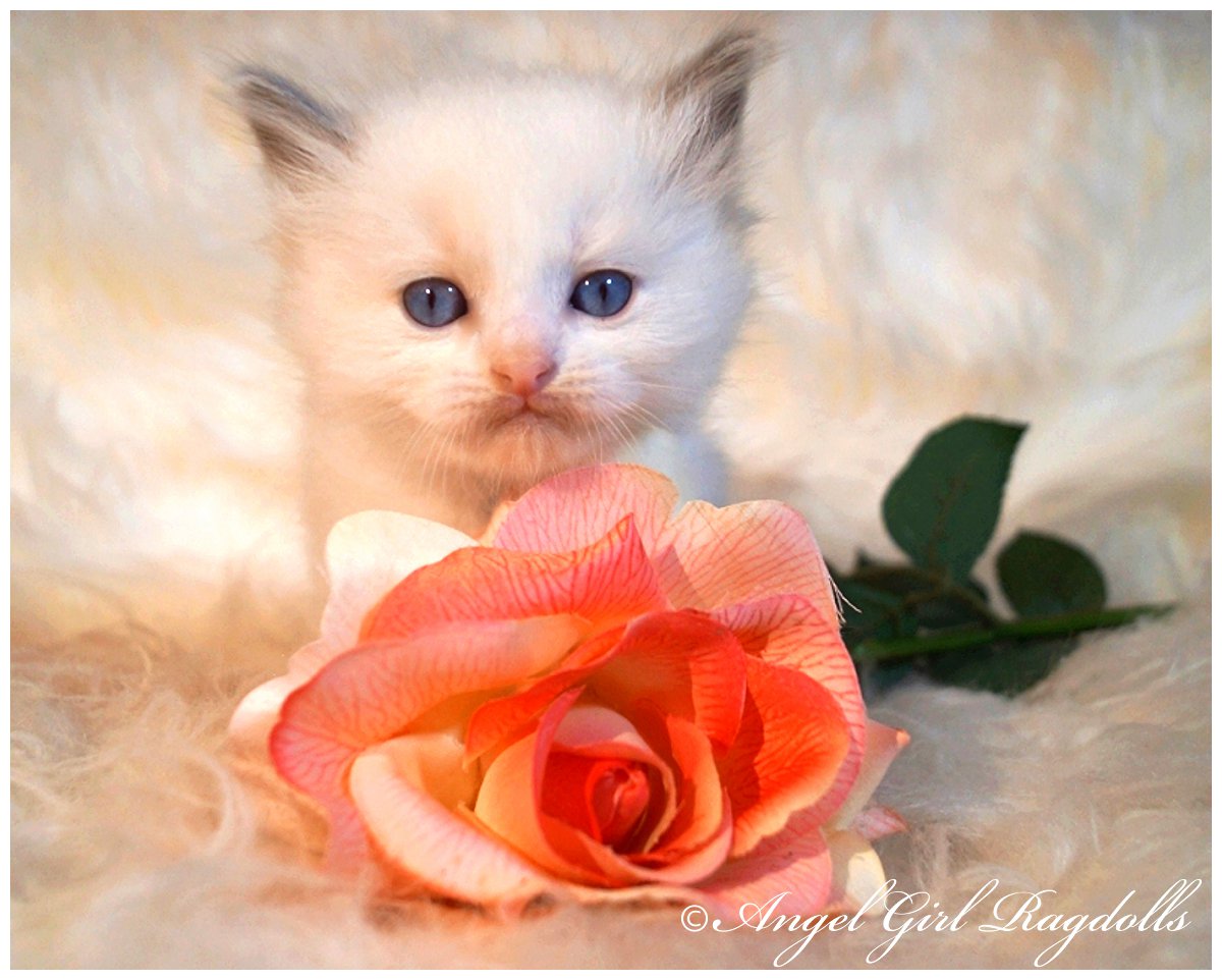Ragdoll Kittens FOR SALE | AngelGirl Ragdolls