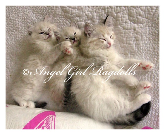 Ragdoll Kittens FOR SALE | AngelGirl Ragdolls
