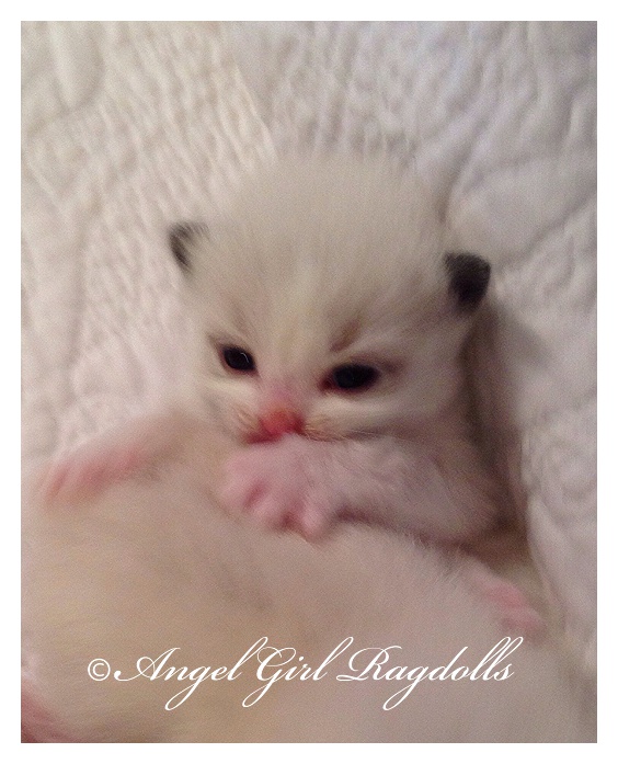 Ragdoll Kittens FOR SALE | AngelGirl Ragdolls