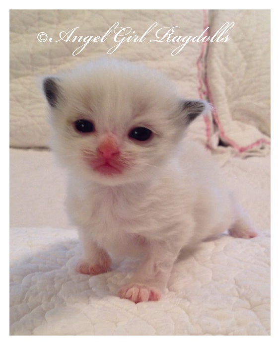 Ragdoll Kittens FOR SALE | AngelGirl Ragdolls