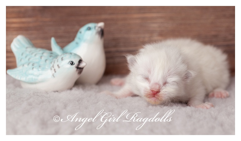Ragdoll Kittens FOR SALE | AngelGirl Ragdolls